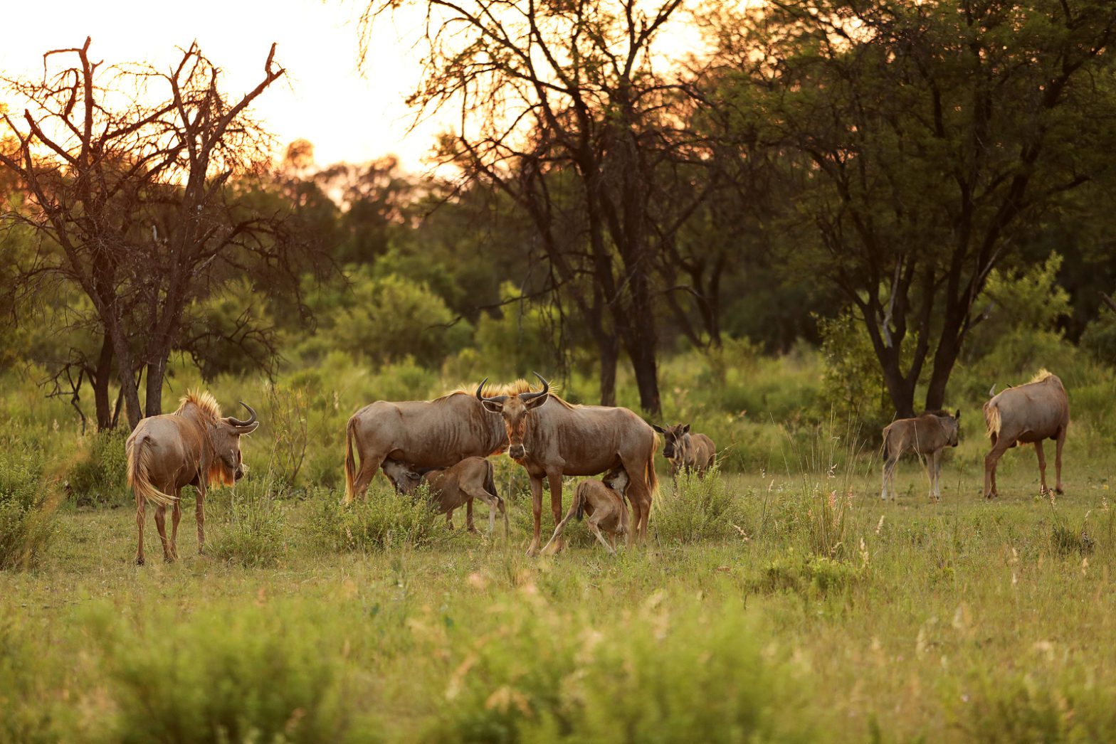 WILDLIFE
